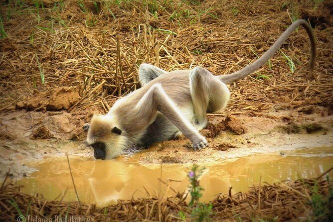 Super Luxury Jeep Safari at Yala National Park - Who Will Love This Safari?