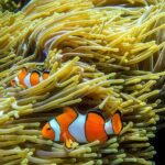 Surin Islands- Early Bird Snorkeltour from Khao Lak in English, French, German, Italian - The Downside: Things to Consider