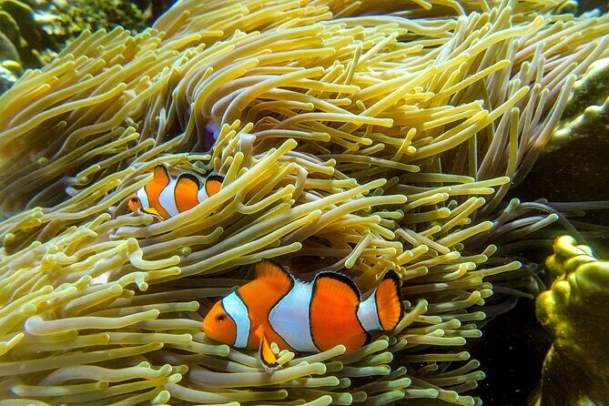 Surin Islands- Early Bird Snorkeltour from Khao Lak in English, French, German, Italian - The Downside: Things to Consider