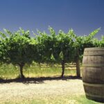 Swan Valley Private Tour - Navigating the Itinerary and Its Value