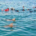 Swim and Paddle Board with Wild Dolphin Pods in Puerto Vallarta - A Closer Look at the Experience