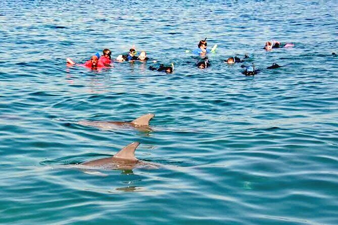 Swim and Paddle Board with Wild Dolphin Pods in Puerto Vallarta - A Closer Look at the Experience