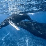 Swim in Moorea with Humpback Whales and More - Why This Tour Might Be Right for You