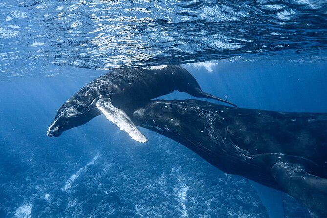 Swim in Moorea with Humpback Whales and More - Why This Tour Might Be Right for You
