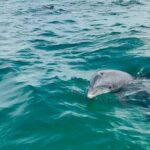 Swim with Dolphins And Snorkeling Group Tour - Final Thoughts: Is It Worth It?