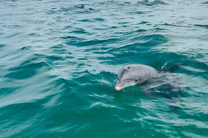 Swim with Dolphins And Snorkeling Group Tour - Final Thoughts: Is It Worth It?