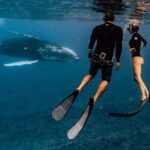 Swim with humpback whales - Who is This Tour Best For?
