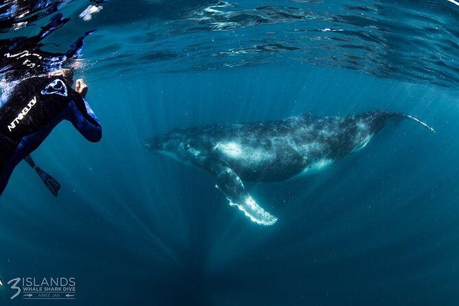 Swim with Humpback Whales - Ningaloo Reef - 3 Islands Whale Shark Dive - The Experience’s Value: Breaking Down the Components