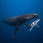 Swim with Humpback Whales: Sunshine Coast - Why you should consider this tour
