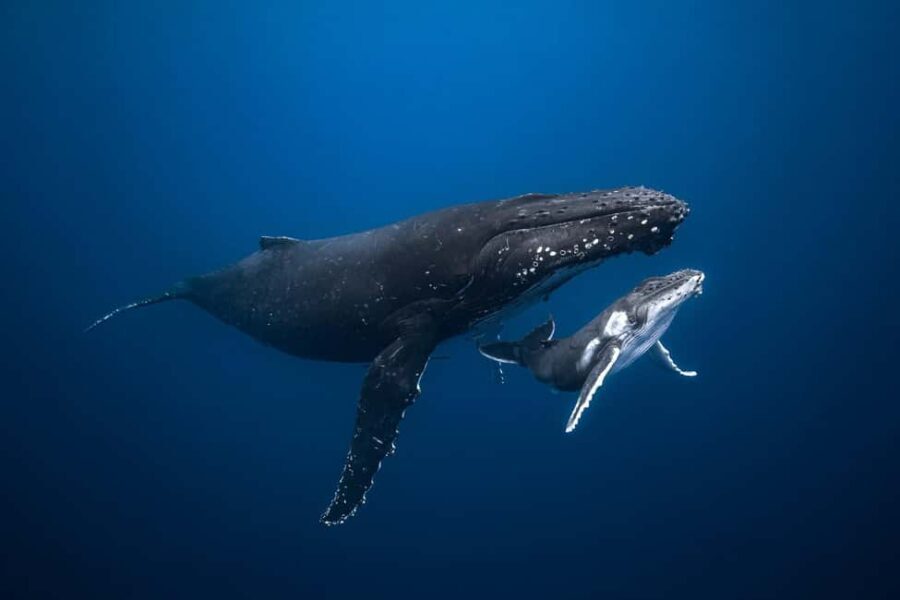 Swim with Humpback Whales: Sunshine Coast - Why you should consider this tour
