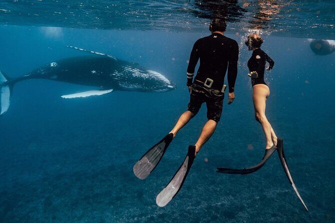 Swim with humpback whales - Who is This Tour Best For?