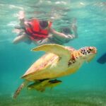 Swim with sea turtles - The Experience: Details and Authenticity
