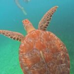 Swim with Sea Turtles in Akumal Plus Visit and Swim in a Cenote - The Value of What’s Included