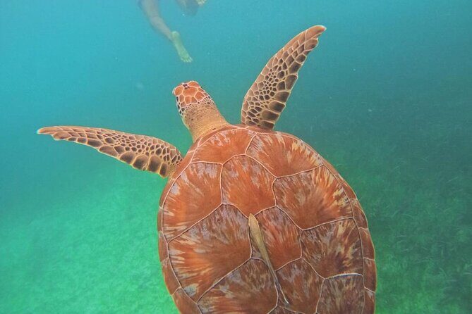 Swim with Sea Turtles in Akumal Plus Visit and Swim in a Cenote - The Value of What’s Included