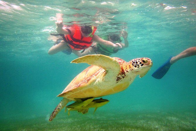 Swim with sea turtles - The Experience: Details and Authenticity