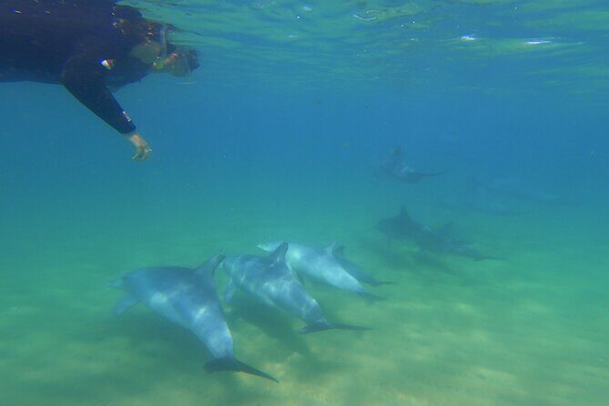 Swim With The Dolphins Experience in Bunbury Australia - FAQ