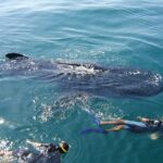 Swim with the Whale Shark on Holbox Island - Landtime Delights: Ceviche and Relaxation at Cabo Catoche