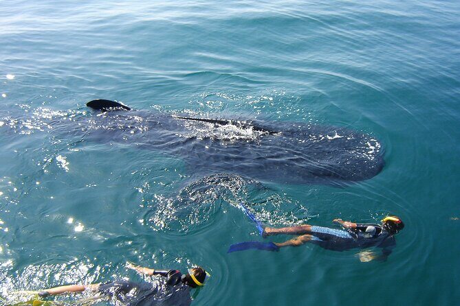 Swim with the Whale Shark on Holbox Island - Landtime Delights: Ceviche and Relaxation at Cabo Catoche