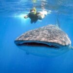 Swim with Whale Shark from Cancun - What to Expect on the Day