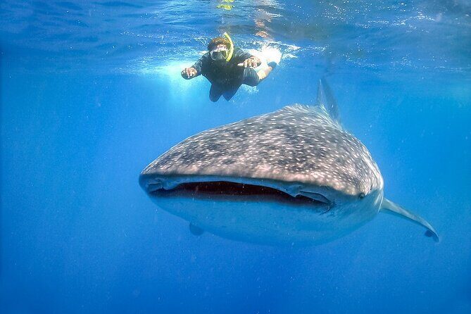 Swim with Whale Shark from Cancun - What to Expect on the Day