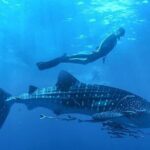 Swim with Whale Shark from La Paz - The Authenticity and Wildlife Focus