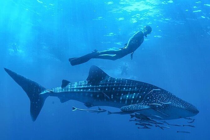 Swim with Whale Shark from La Paz - The Authenticity and Wildlife Focus