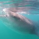Swim with Whale Sharks in La Paz - Who Will Love This Tour?