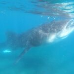 Swim with Whale Sharks in La Paz - Who Is This Tour Best For?