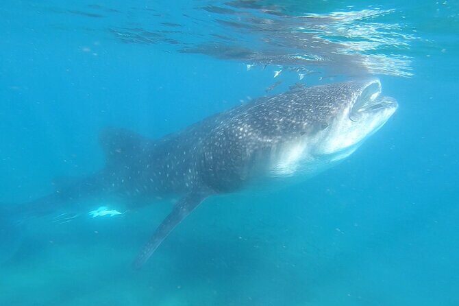Swim with Whale Sharks in La Paz - Who Is This Tour Best For?