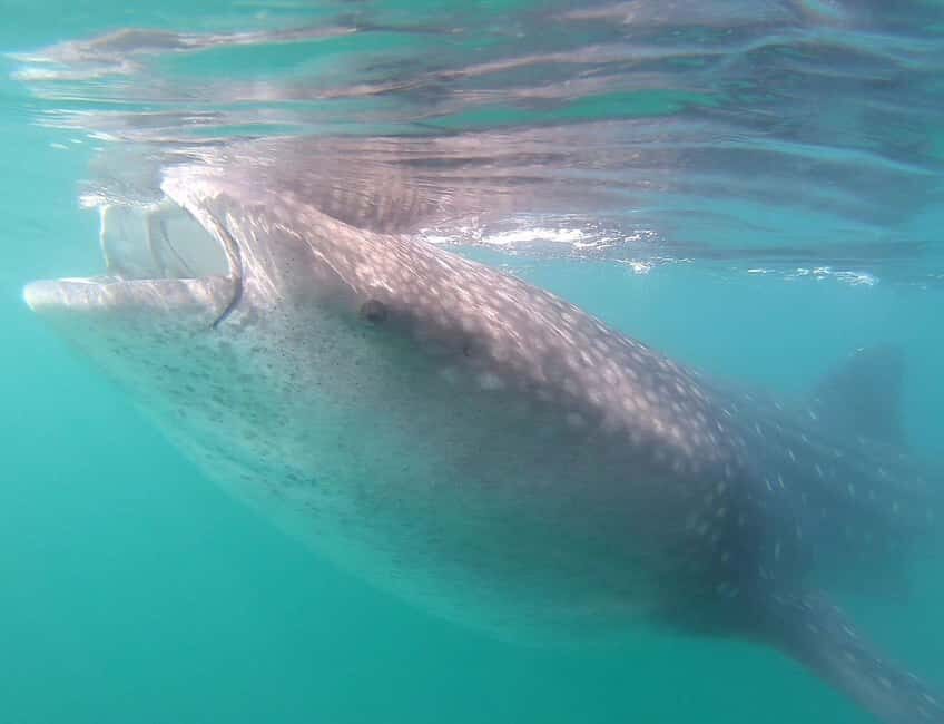Swim with Whale Sharks in La Paz - Who Will Love This Tour?
