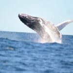 Swim with Whales in Gold Coast - The Group and Logistics