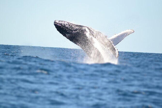 Swim with Whales in Gold Coast - The Group and Logistics