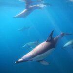 Swim With Wild Dolphins in Tauranga - Why This Tour Works (And Who Should Be Cautious)