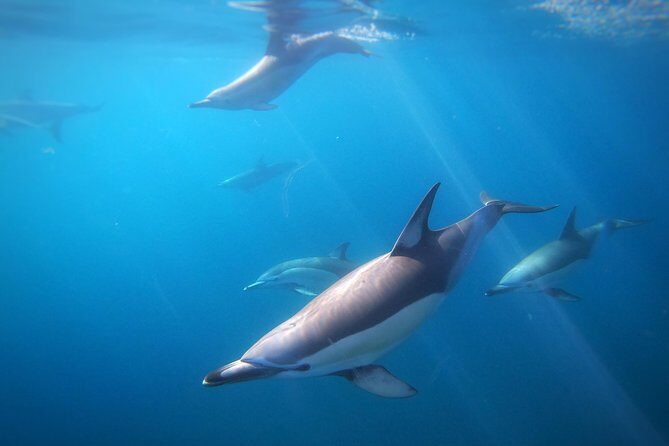 Swim With Wild Dolphins in Tauranga - Why This Tour Works (And Who Should Be Cautious)