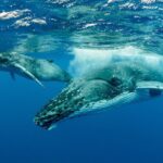 Swimming with Whales in Moorea (Half Day tour) - The Cost: Is it Worth It?