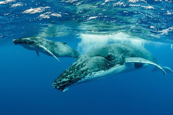 Swimming with Whales in Moorea (Half Day tour) - The Cost: Is it Worth It?