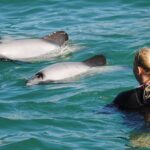 Swimming with Wild Dolphins in Akaroa - Why This Tour Offers Good Value