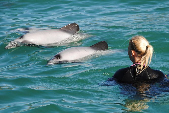 Swimming with Wild Dolphins in Akaroa - Why This Tour Offers Good Value