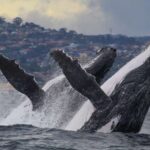 Sydney: 2.5-Hour Discovery Whale Watching Tour by Catamaran - What Makes This Tour Stand Out?