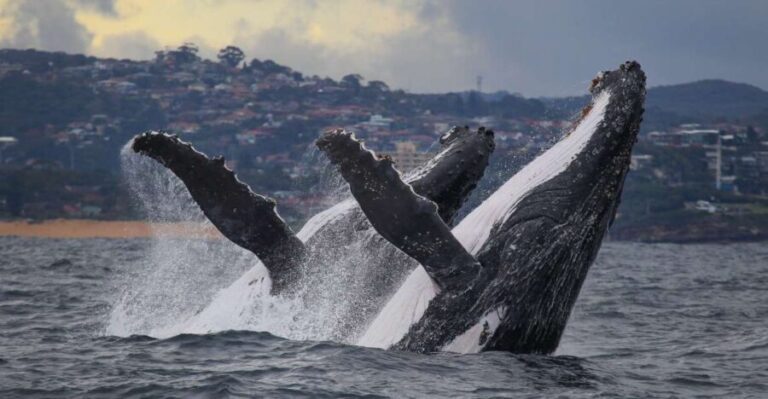 Sydney: 2.5-Hour Discovery Whale Watching Tour by Catamaran - What Makes This Tour Stand Out?