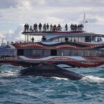 Sydney: 2-hour Express Whale Watching Cruise - What to Expect on the Cruise
