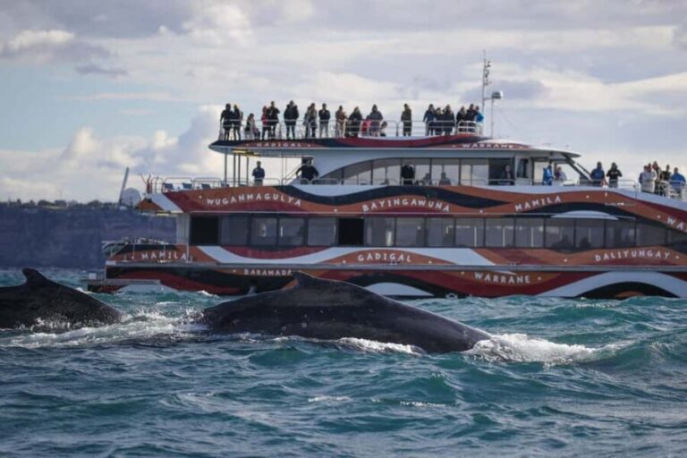 Sydney: 2-hour Express Whale Watching Cruise - What to Expect on the Cruise