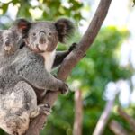 Sydney: Blue Mountains, Scenic World, and Featherdale Tour - Itinerary Breakdown: What You’ll Experience