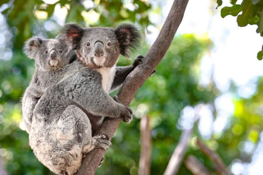 Sydney: Blue Mountains, Scenic World, and Featherdale Tour - Itinerary Breakdown: What You’ll Experience