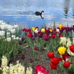 Sydney: Canberra Floriade Festival & Tulip Top Gardens Tour - What’s Included and What to Expect