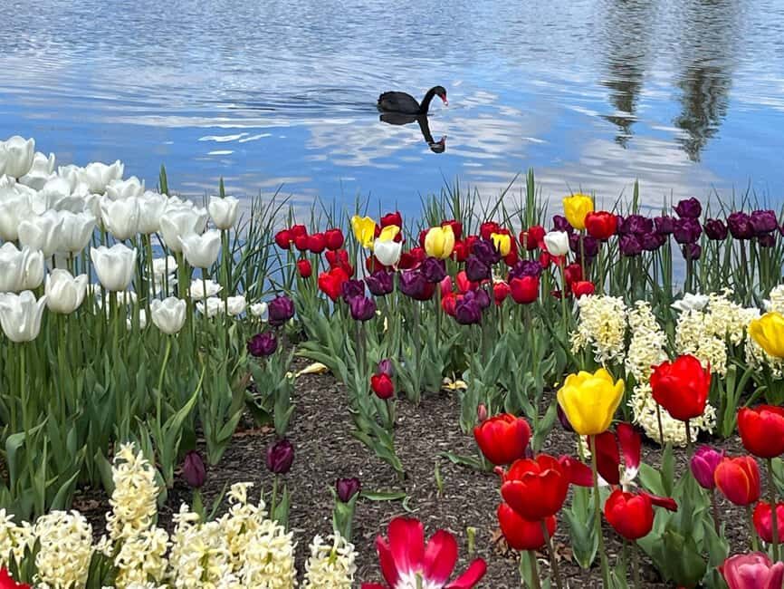 Sydney: Canberra Floriade Festival & Tulip Top Gardens Tour - What’s Included and What to Expect