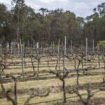 Sydney: Chef-Led Hunter Valley Food & Wine Tour - Transport, Timing, Group Size, and Price