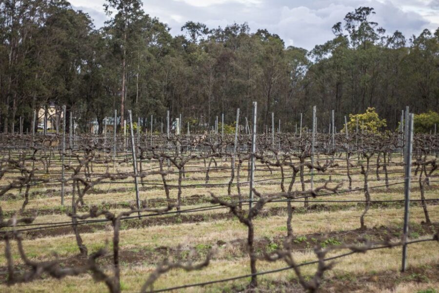 Sydney: Chef-Led Hunter Valley Food & Wine Tour - Transport, Timing, Group Size, and Price