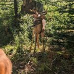 Sydney City Roots and Wildlife Trails of Cape Breton Island - What’s Included and What’s Not