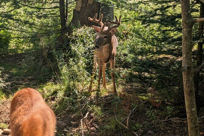 Sydney City Roots and Wildlife Trails of Cape Breton Island - What’s Included and What’s Not